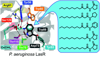 Unraveling the contributions of hydrogen-bonding interactions to the ...