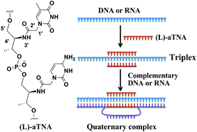 Highly stable triple helix formation by homopyrimidine (l)-acyclic ...