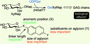 Exploration of the active site of β4GalT7: modifications of the aglycon ...