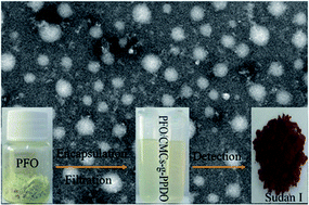 Self-assembled conjugated polymer/carboxymethyl chitosan grafted poly(p ...