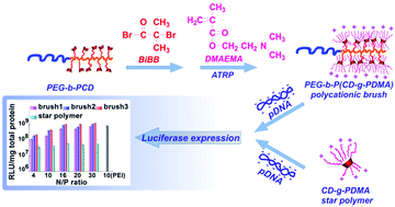 A well-defined coil–comb polycationic brush with “star polymers” as ...