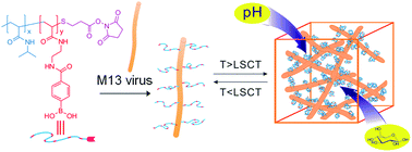 Synthesis of end-functionalized boronic acid containing copolymers and ...