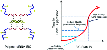 Block ionomer complexes consisting of siRNA and aRAFT-synthesized ...