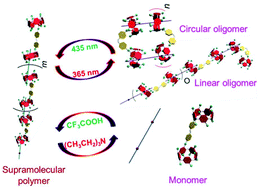 Construction of a pillar[5]arene-based linear supramolecular polymer and a photo-responsive ...