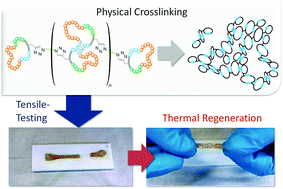 Titin-mimicking polycyclic polymers with shape regeneration and healing ...