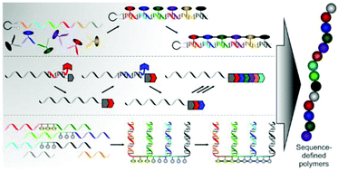 Controlling monomer-sequence using supramolecular templates - Polymer ...