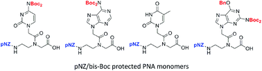 Facile solid-phase synthesis of PNA–peptide conjugates using pNZ ...