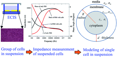 Evaluation of single cell electrical parameters from bioimpedance of a ...
