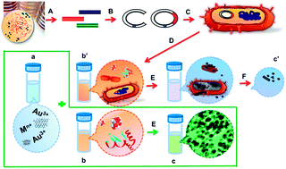 Are microorganisms indispensable in green microbial nanomaterial ...