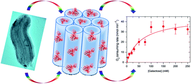 Probing structural and catalytic characteristics of galactose oxidase ...