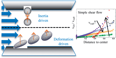 Inertia- and deformation-driven migration of a soft particle in confined shear and Poiseuille ...