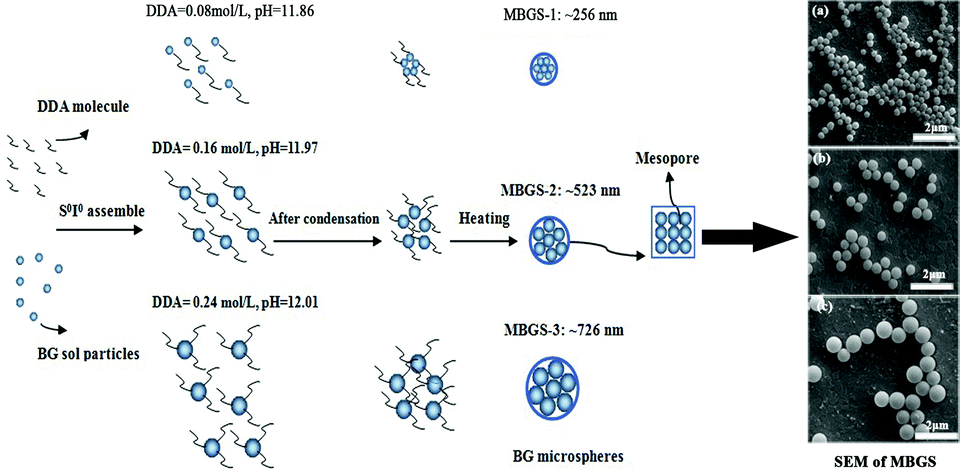 Size control and biological properties of monodispersed mesoporous ...