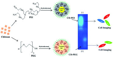 Implications of surface passivation on physicochemical and bioimaging ...
