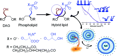 Physicochemical characterization of diacyltetrol-based lipids ...