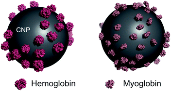 Hepatitis G Virus Structure