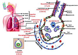 Role of size of drug delivery carriers for pulmonary and intravenous ...
