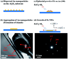 Fe whisker growth revisited: effect of Au catalysis for [02 [[1 with ...
