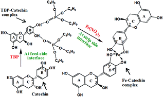 Iron complexation of pharmaceutical catechins through selective ...