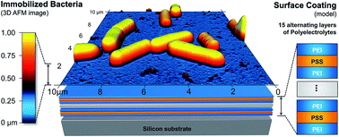 Immobilization of microorganisms for AFM studies in liquids - RSC ...