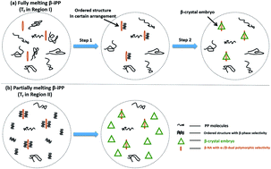 New understanding in the influence of melt structure and β-nucleating ...