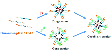 Synthesis and characterization of pluronic-block-poly(N,N-dimethylamino ...