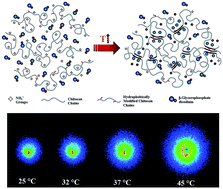 Thermoresponsive biopolymer hydrogels with tunable gel characteristics ...