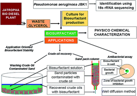 Biodiesel derived waste glycerol as an economic substrate for ...