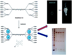 Cellular uptake, imaging and pathotoxicological studies of a novel Gd ...