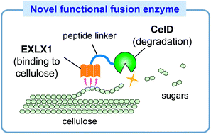 A fusion enzyme consisting of bacterial expansin and endoglucanase for ...