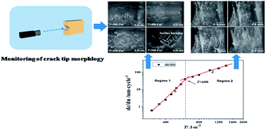 Crack growth mechanism of natural rubber under fatigue loading studied ...
