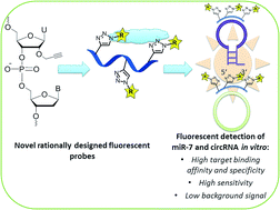 Fluorescence detection of natural RNA using rationally designed ...