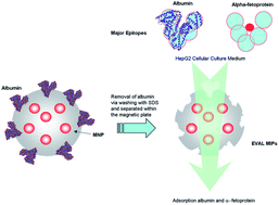 Extraction of alpha-fetoprotein (AFP) with magnetic albuminoid ...