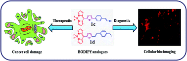meso-Substituted BODIPY fluorescent probes for cellular bio-imaging and ...