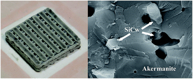 Silicon carbide whiskers reinforced akermanite scaffolds for tissue ...