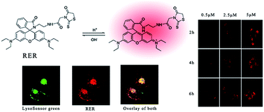 A novel pH probe based on a rhodamine–rhodamine platform - RSC Advances ...