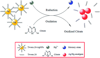 Ultrasensitive detection and co-stability of mercury(ii) ions based on ...
