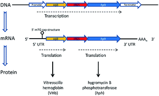 Development of a prokaryotic-like polycistronic expression system based ...