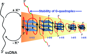 Folding and structural polymorphism of G-quadruplex formed from a long ...