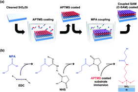 Coupled self-assembled monolayer for enhancement of Cu diffusion ...