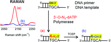 DNA sequencing by synthesis using 3′-O-azidomethyl nucleotide ...