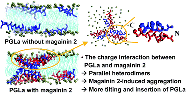 Synergistic effects of magainin 2 and PGLa on their heterodimer ...