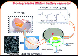Natural, biodegradable and flexible egg shell membranes as separators ...