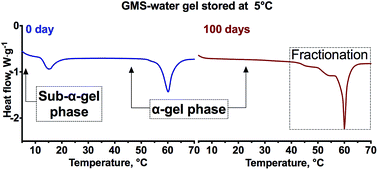 Nature and dynamics of monostearin phase transitions in water ...