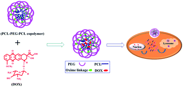 pH-responsive flower-like micelles constructed via oxime linkage for ...
