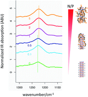 Molecular interactions of DNA with transfectants: a study based on ...