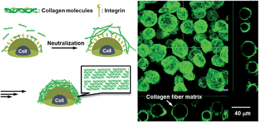 The construction of cell-density controlled three-dimensional tissues by coating micrometer ...