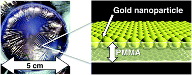 Selective implantation of gold nanoparticles onto the surface on one ...