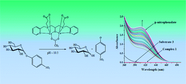 Exploring the catalytic activity of new water soluble dinuclear copper ...