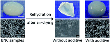 Bacterial nanocellulose with a shape-memory effect as potential drug ...