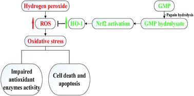 Casein glycomacropeptide hydrolysate exerts cytoprotection against H2O2 ...